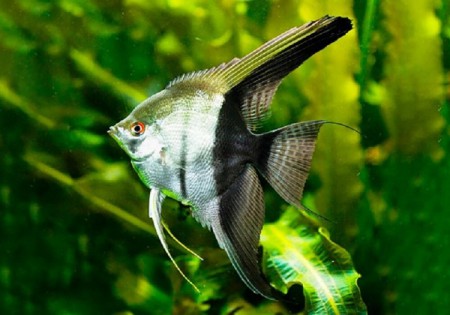 Skalára Bicolor :: České rybky